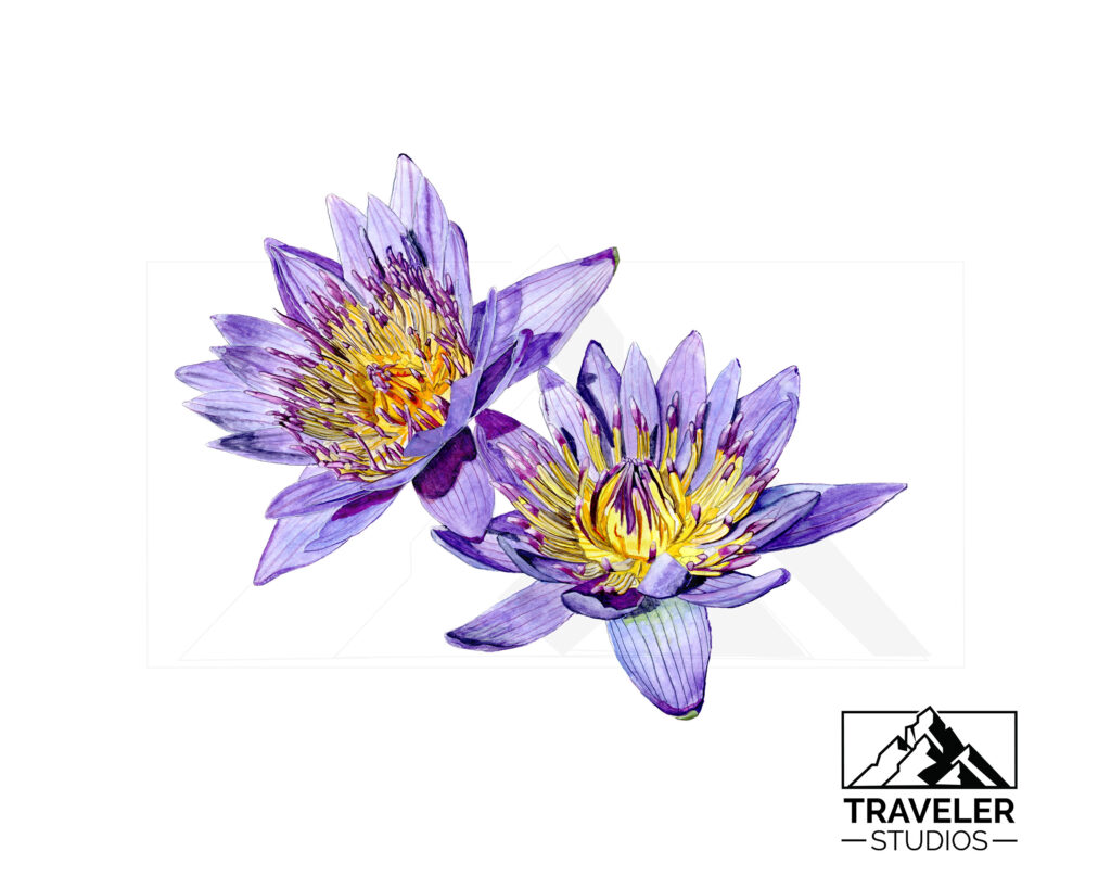 Water Lily III Prints – Traveler Studios